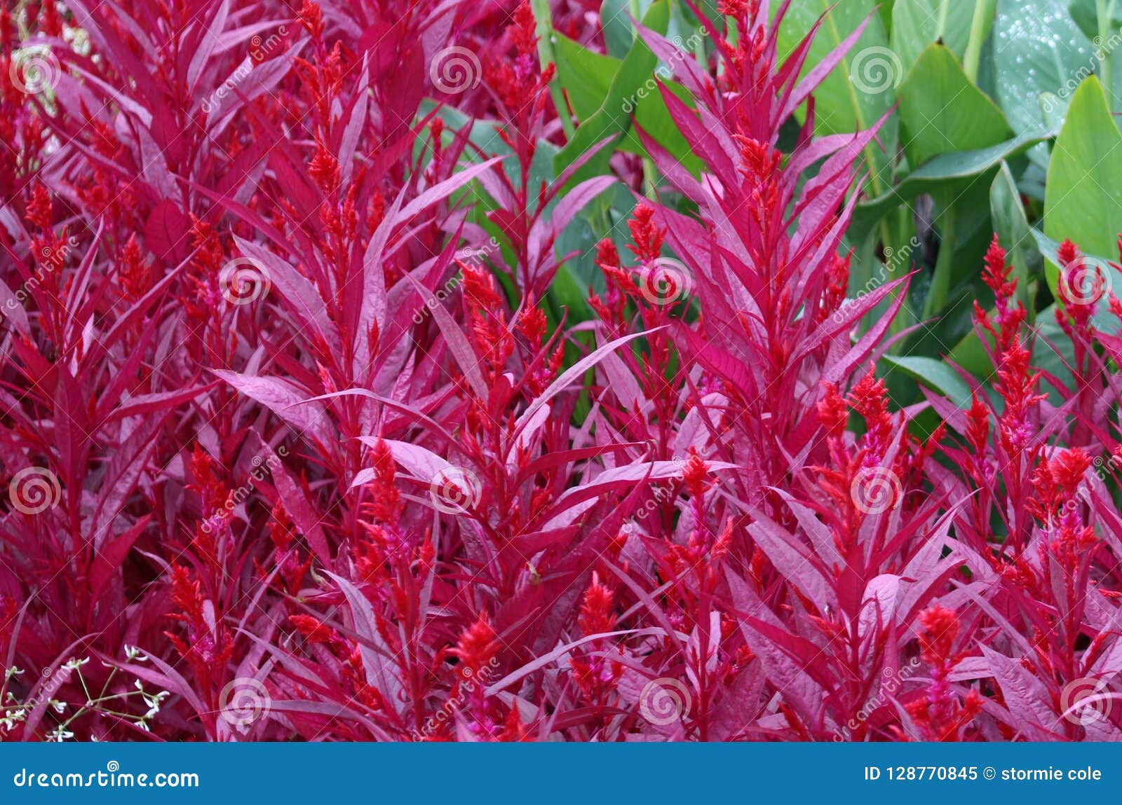 Planta Vermelha Com Folhas Lindos Imagem de Stock - Imagem de ...