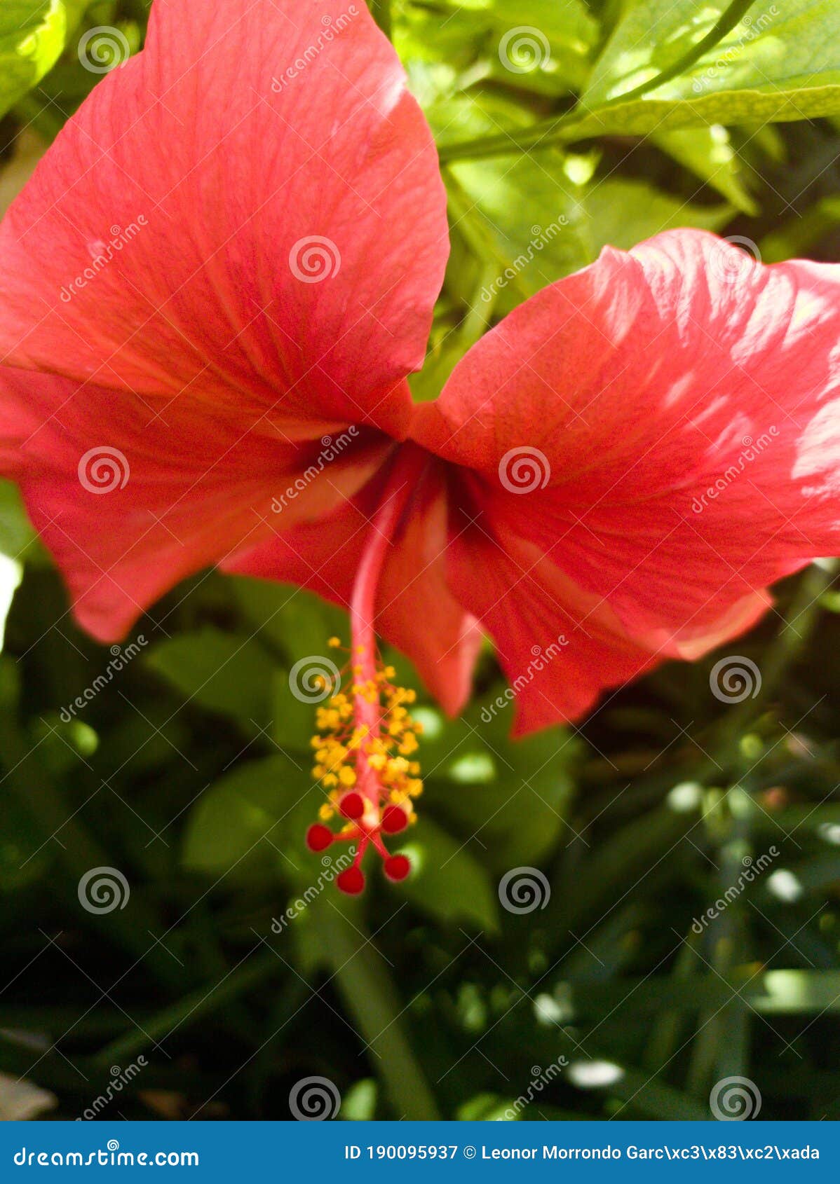 Planta Vermelha De Flores De Hibisco. Imagem de Stock - Imagem de ...