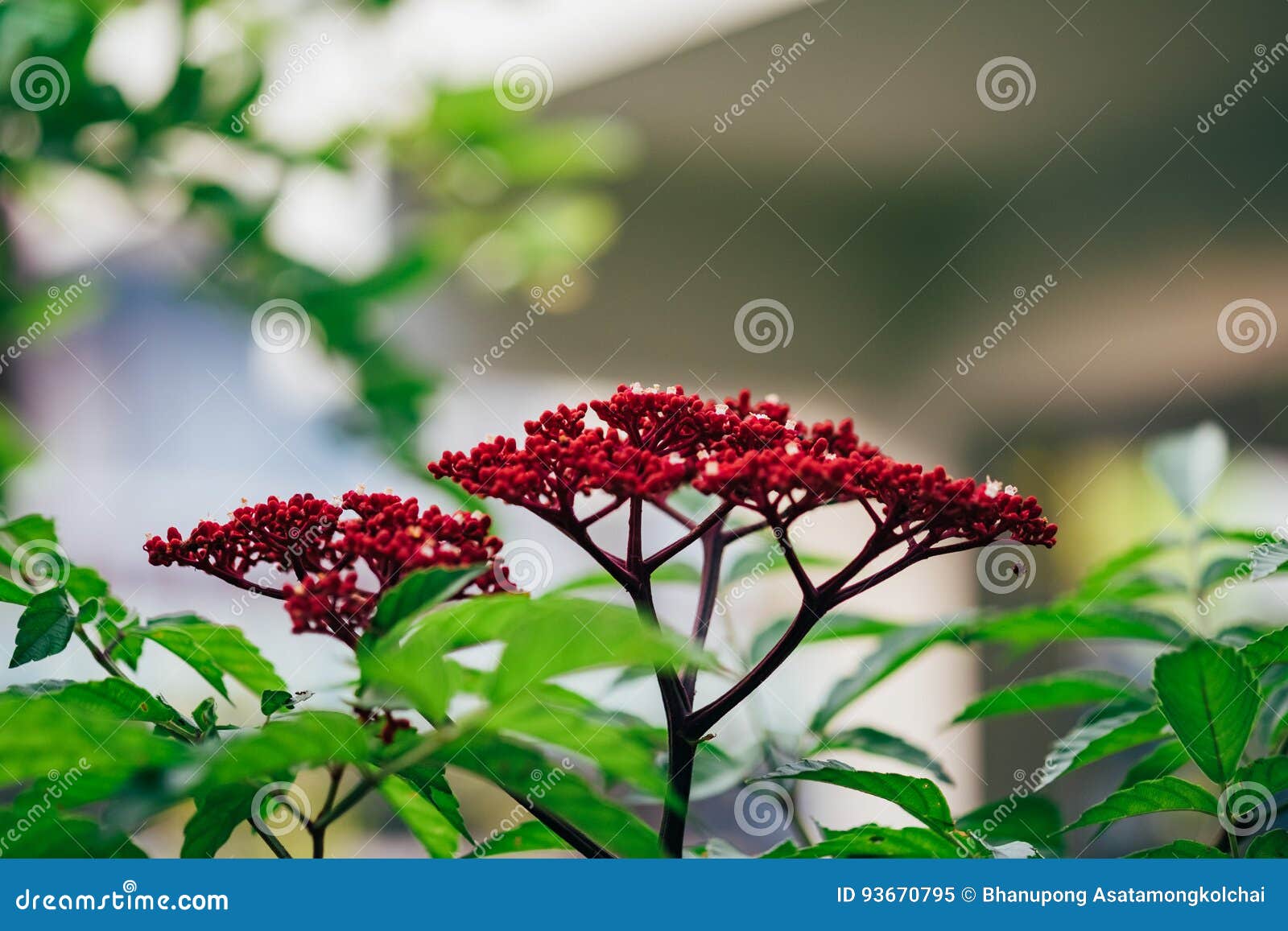 Planta Vermelha Do Rubra Do Leea Imagem de Stock - Imagem de flora ...