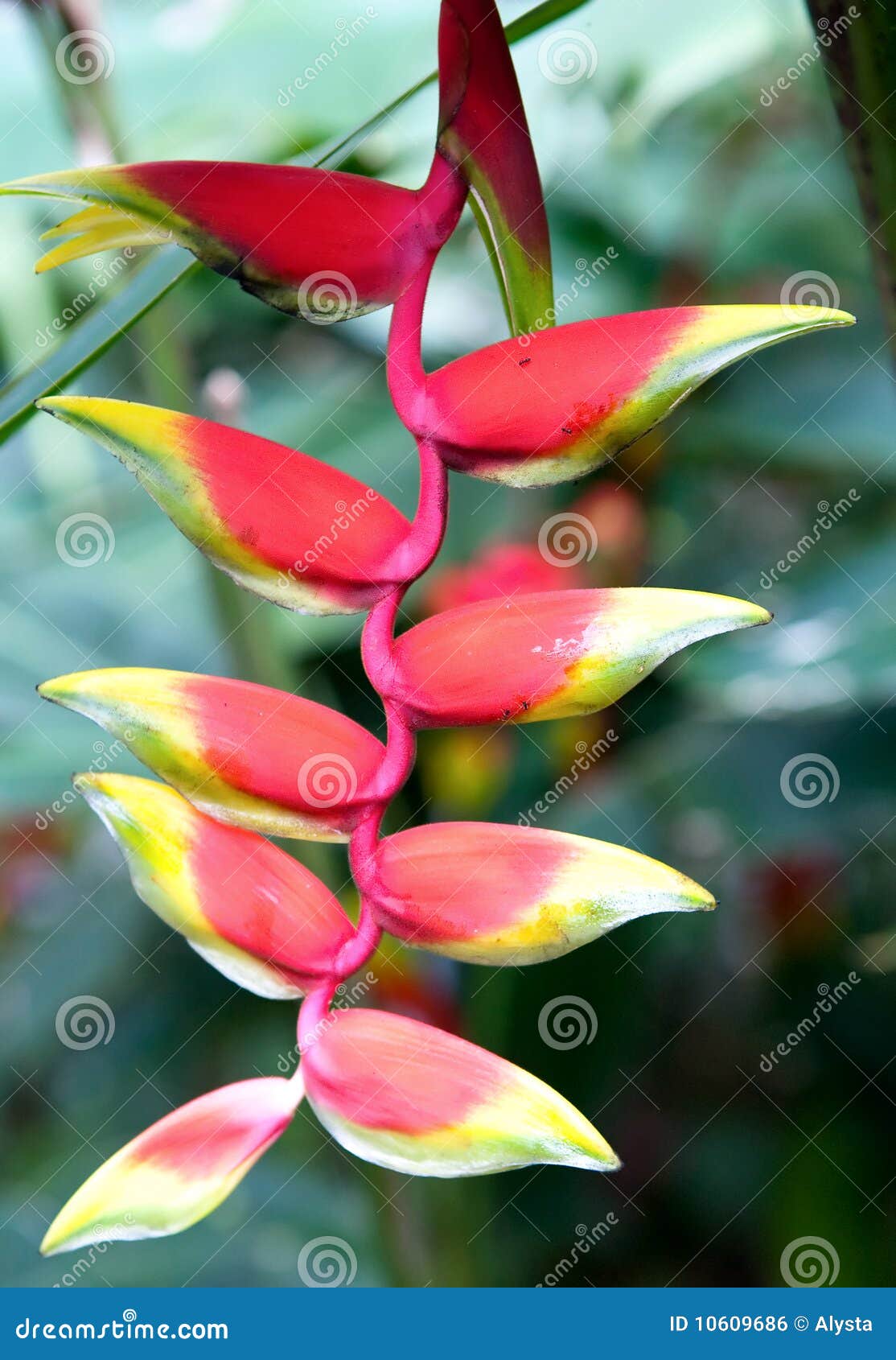 Planta Vermelha E Amarela Impressionante Da Folha Foto de Stock ...