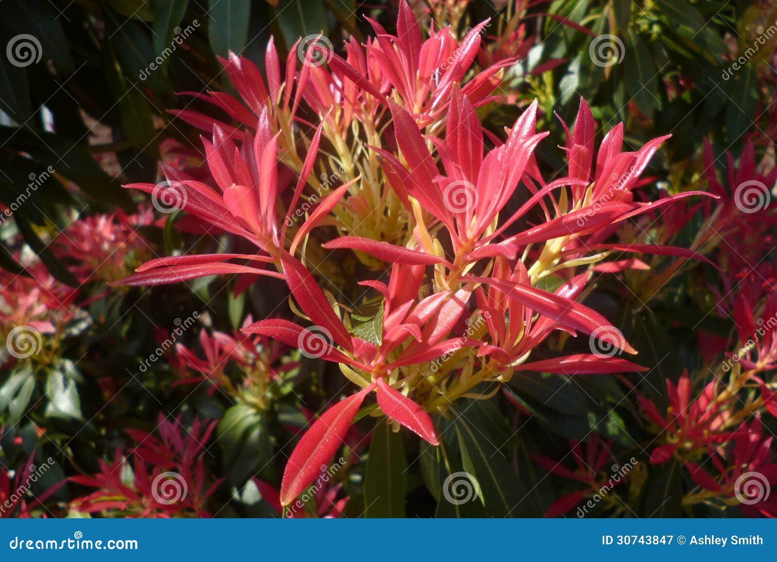 Planta Vermelha Em Um Jardim Imagem de Stock - Imagem de vermelho ...