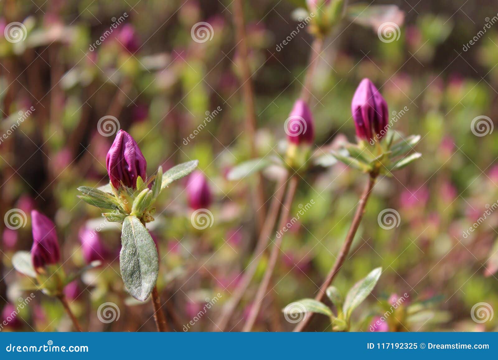 Planta Violeta De Coreia Da Natureza Da Mola Da Flor Imagem de Stock ...