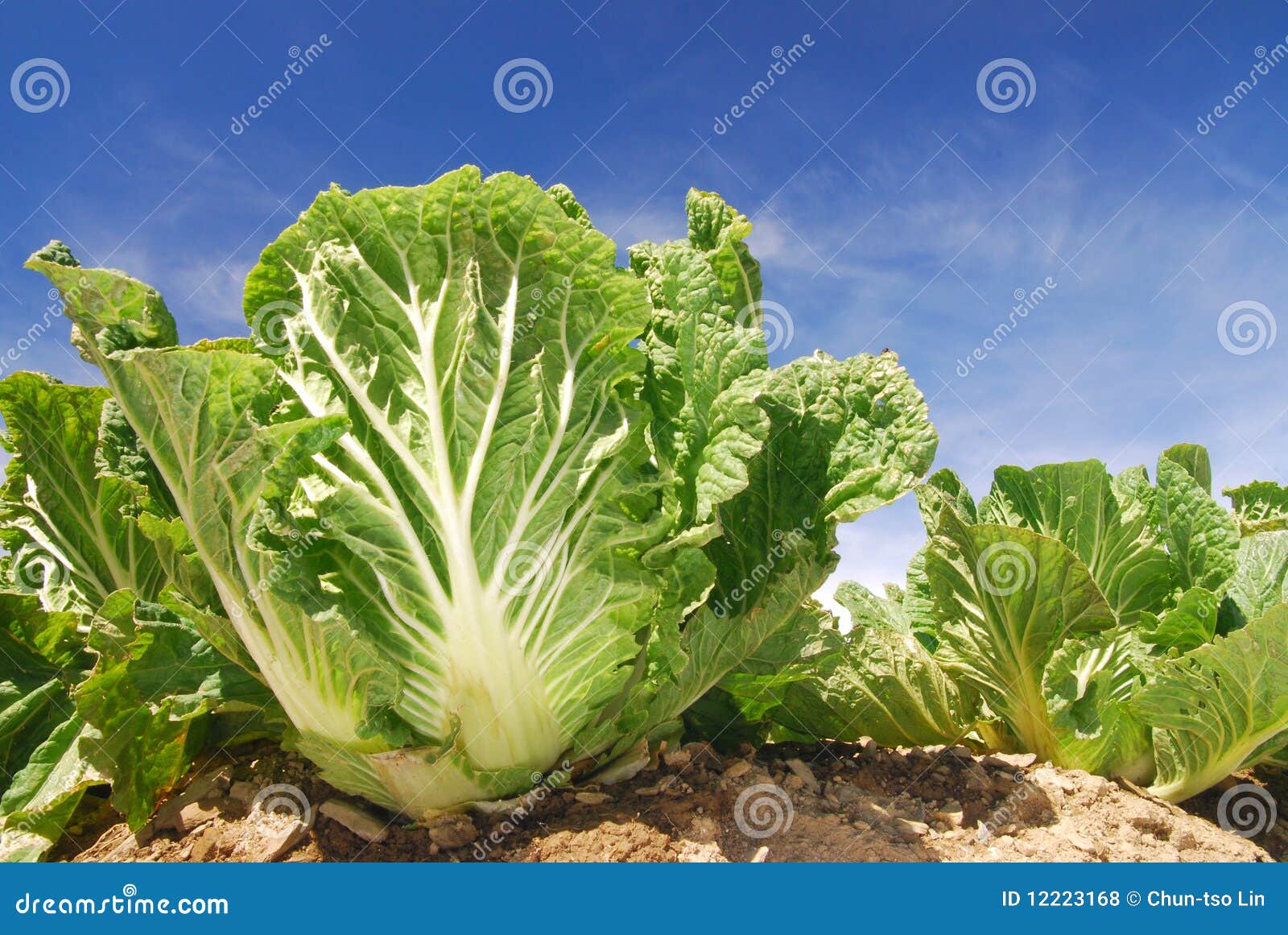 Plantaardige, Chinese Kool. Stock Foto - Image of azië, landbouw: 12223168