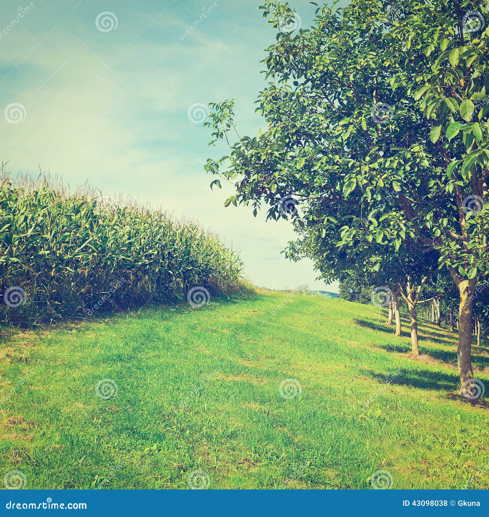 Plantage stockfoto. Bild von bewirtschaften, frisch, gras - 43098038