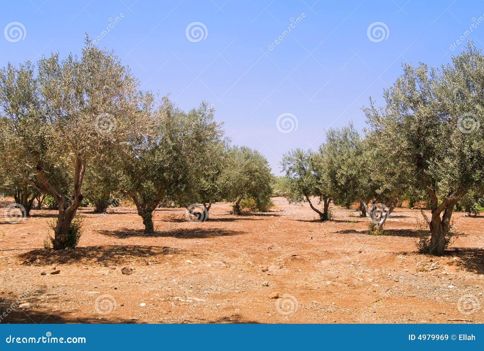 Plantage van de olijf stock afbeelding. Image of boom - 4979969