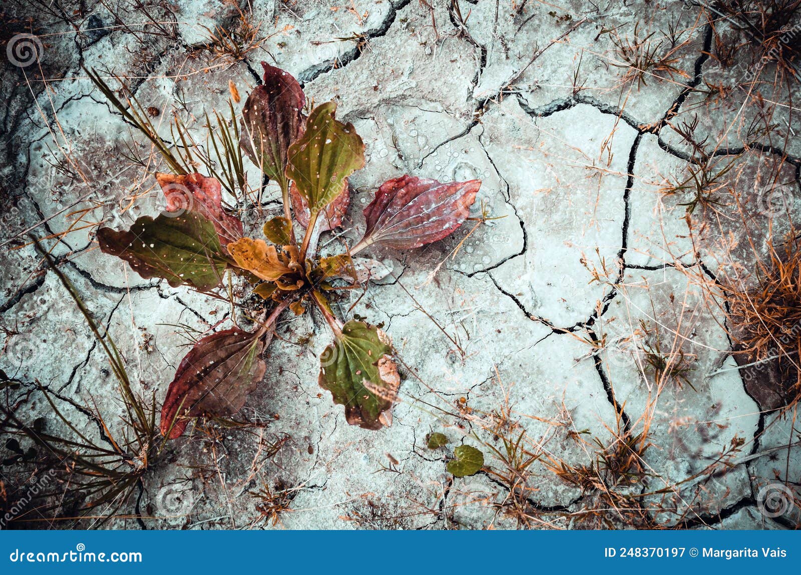 Cracked Dryed Out Earth Stock Photo | CartoonDealer.com #86462280