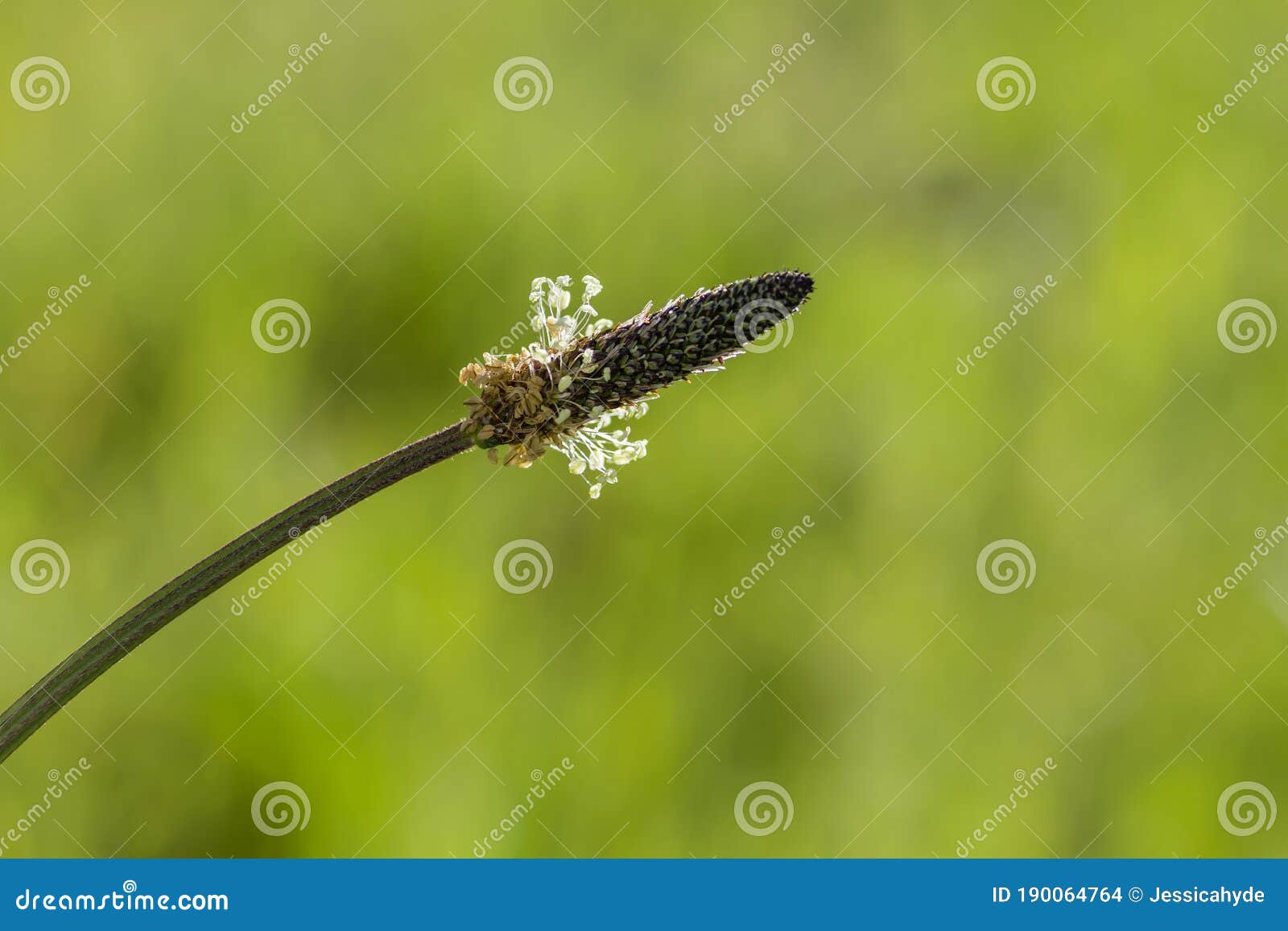 Plantago major flower stock photo. Image of herbal, medical - 190064764