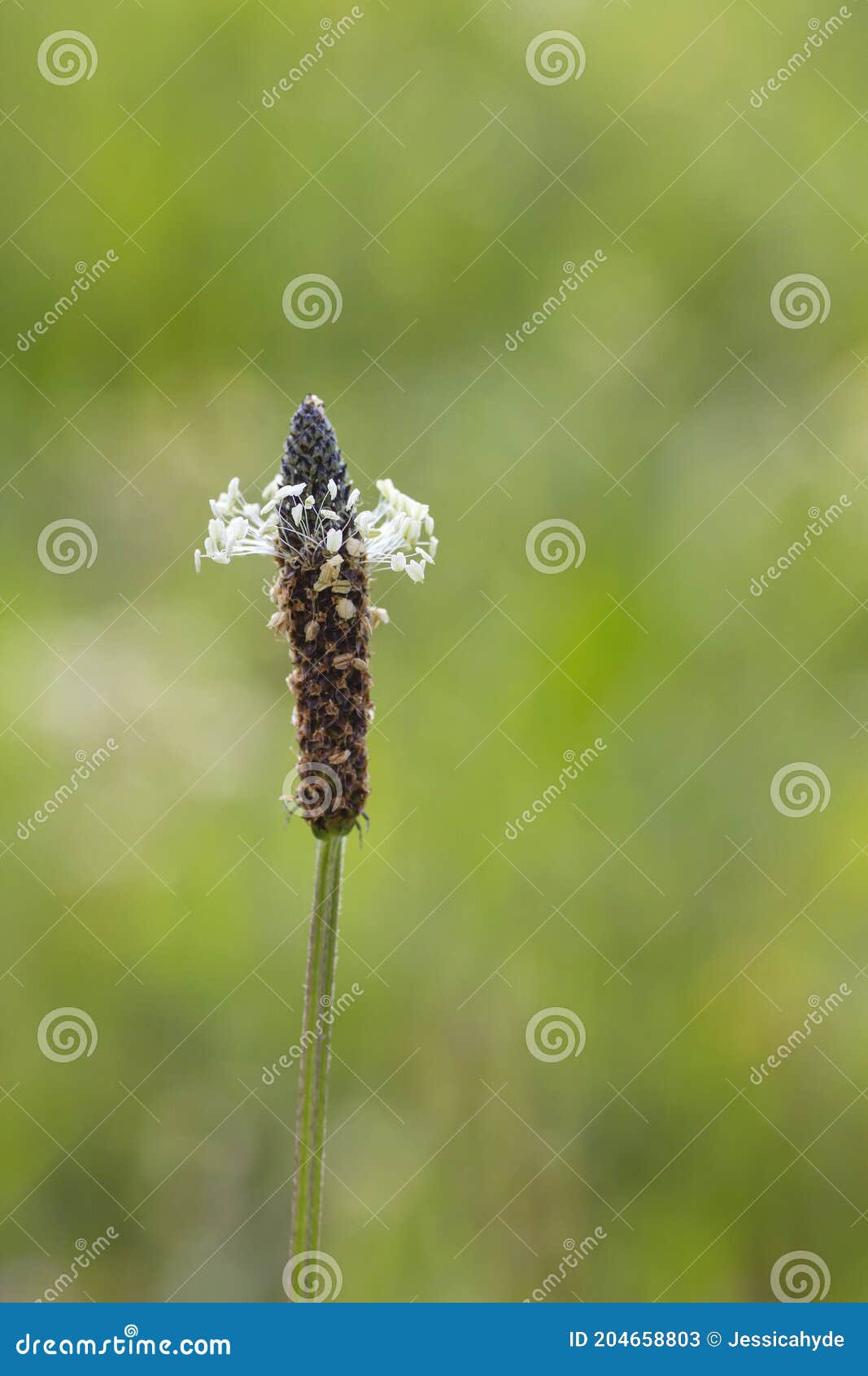 Plantago major flower stock image. Image of medical - 204658803