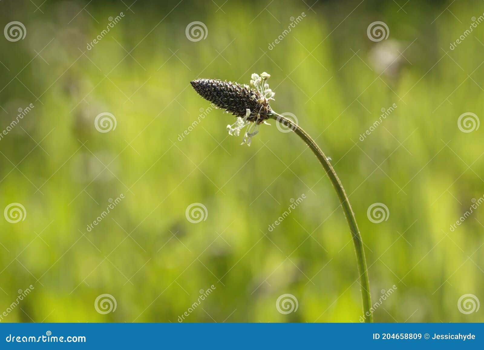 Plantago major flower stock image. Image of plantain - 204658809