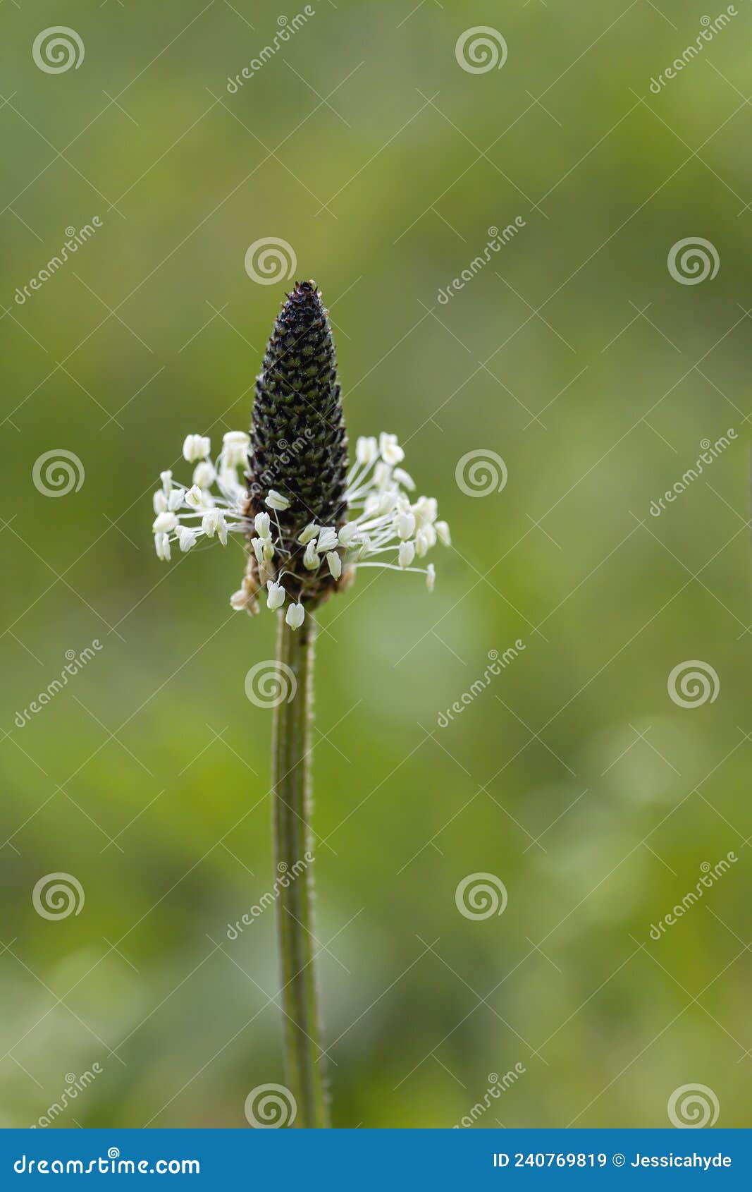 Plantago major flower stock image. Image of broadleaf - 240769819