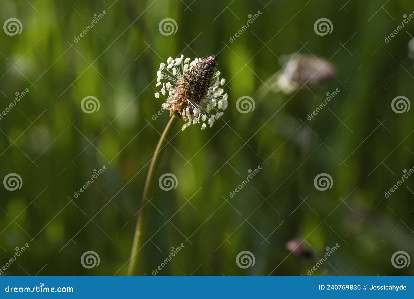 Plantago major flower stock photo. Image of allantoin - 240769836