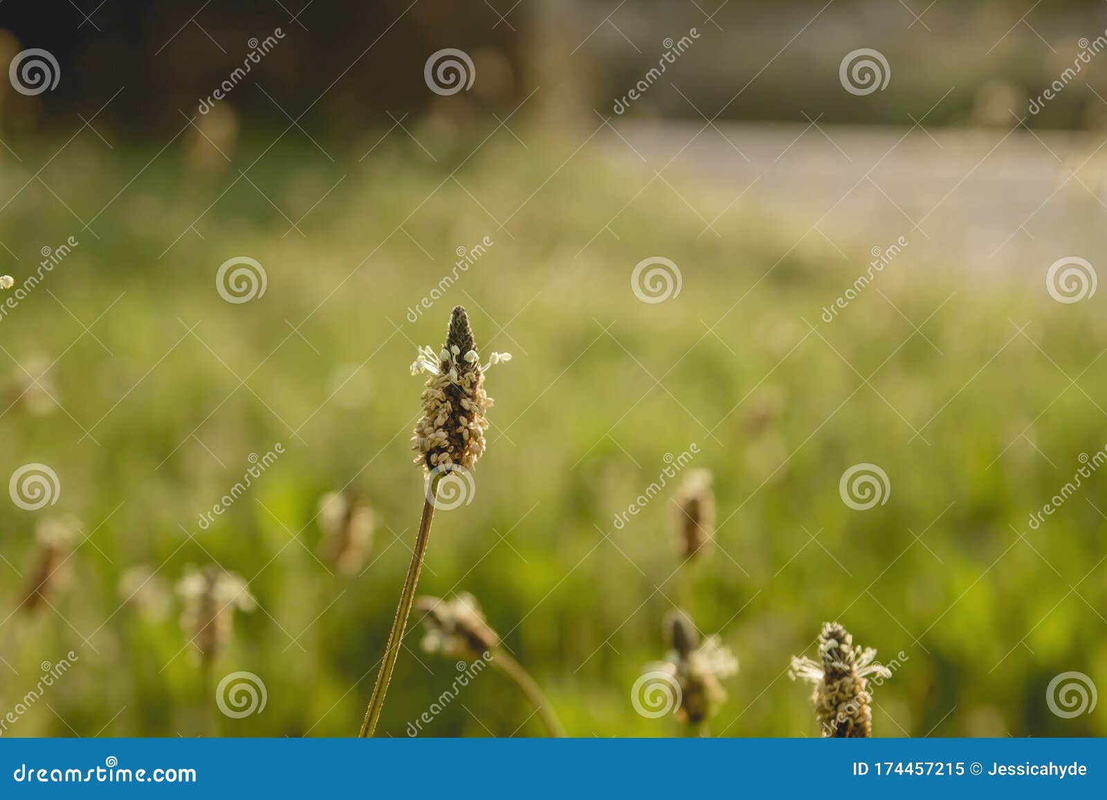 Plantago major flowering stock image. Image of flowers - 174457215