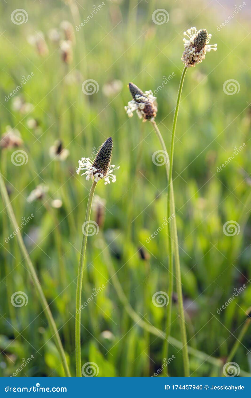 Plantago major flowers stock photo. Image of detail - 174457940