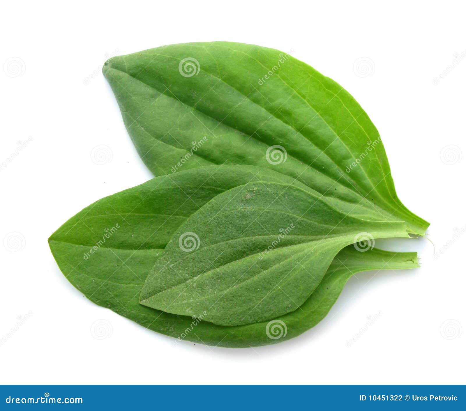 Greater Plantain, Waybread Plantago Major L. Tree Royalty-Free Stock ...