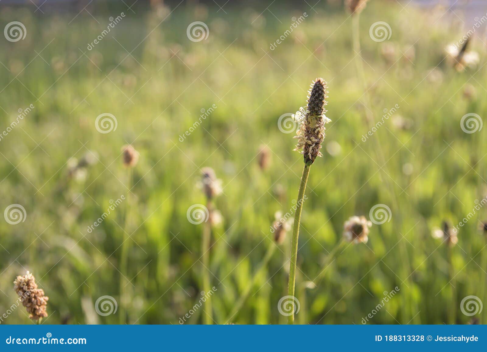 Plantago Major Springtime Wild Flowers Stock Photo - Image of ecology ...