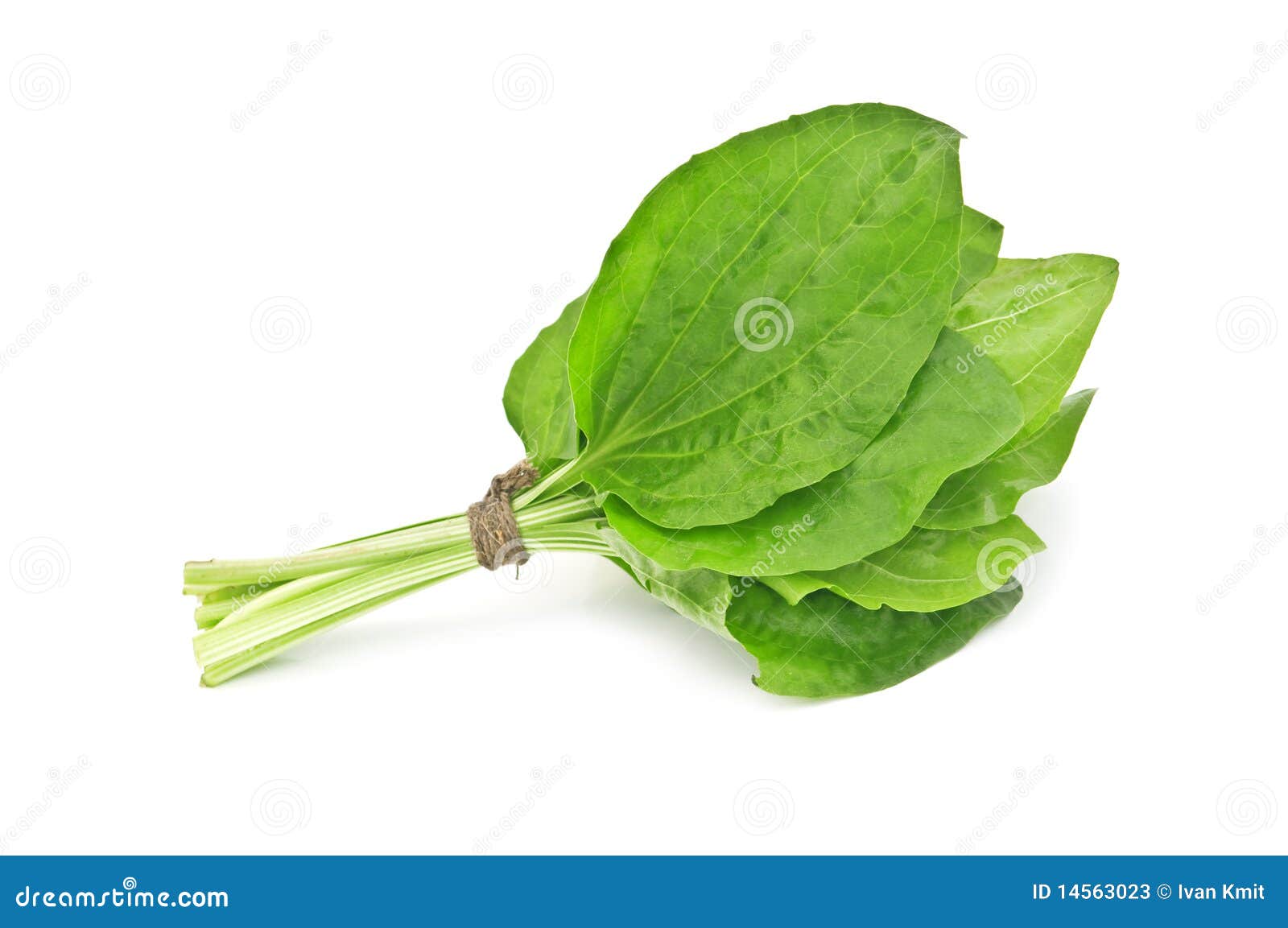 Plantain stock image. Image of nature, plantain, herb - 14563023