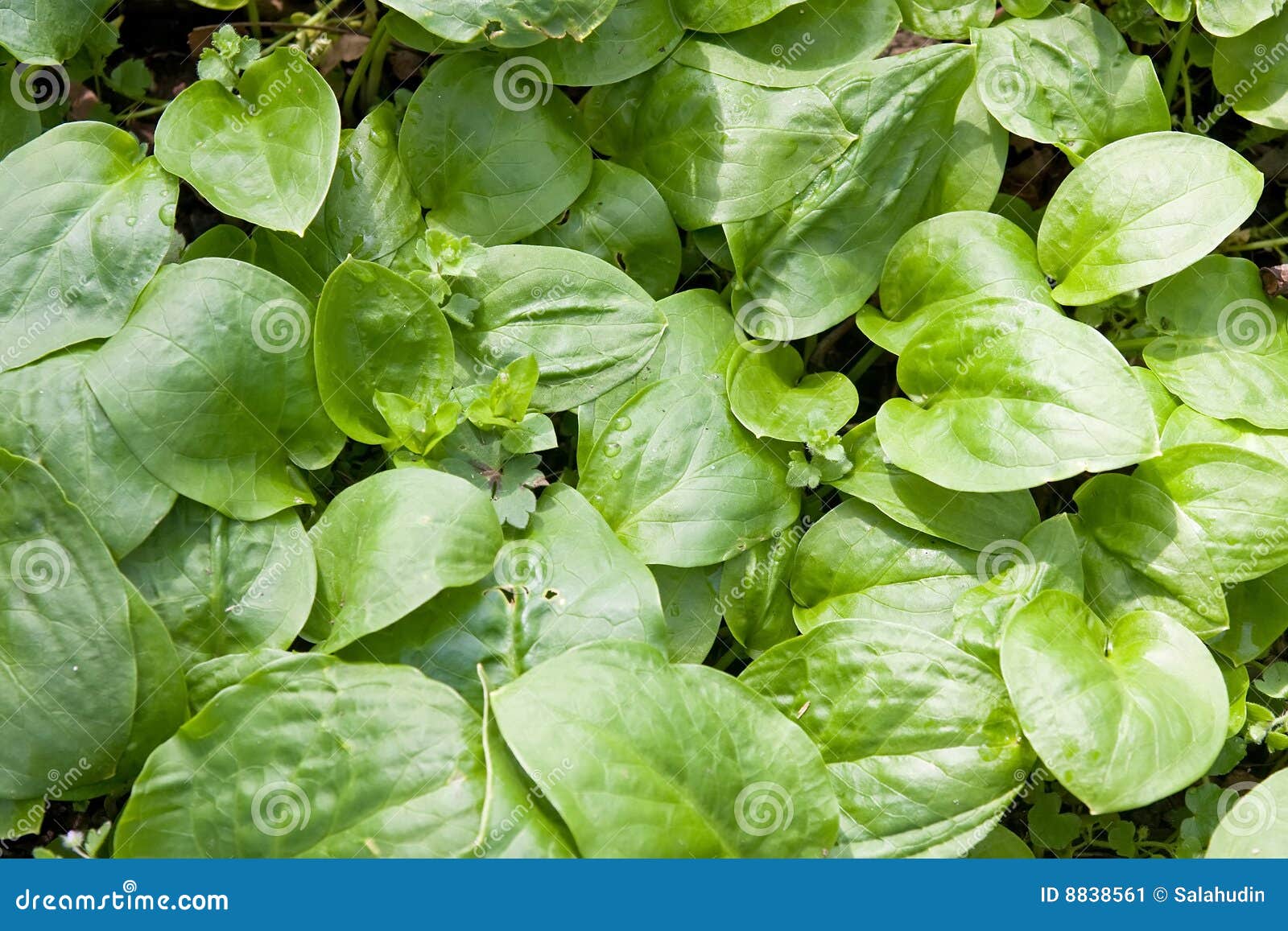 Plantain stock image. Image of fresh, blooom, springtime - 8838561