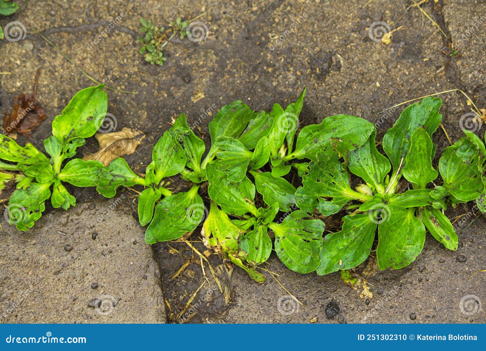 Plantain Bush In Open Ground. Blooming Plantain In The Stones. Royalty ...
