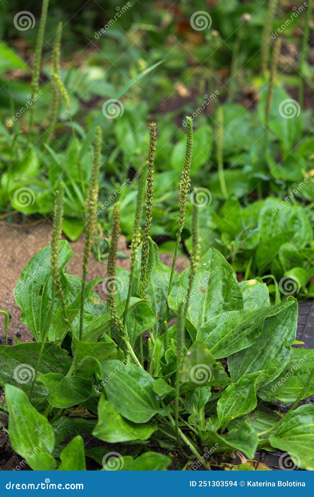 Plantain Bush In Open Ground. Blooming Plantain In The Stones. Royalty ...