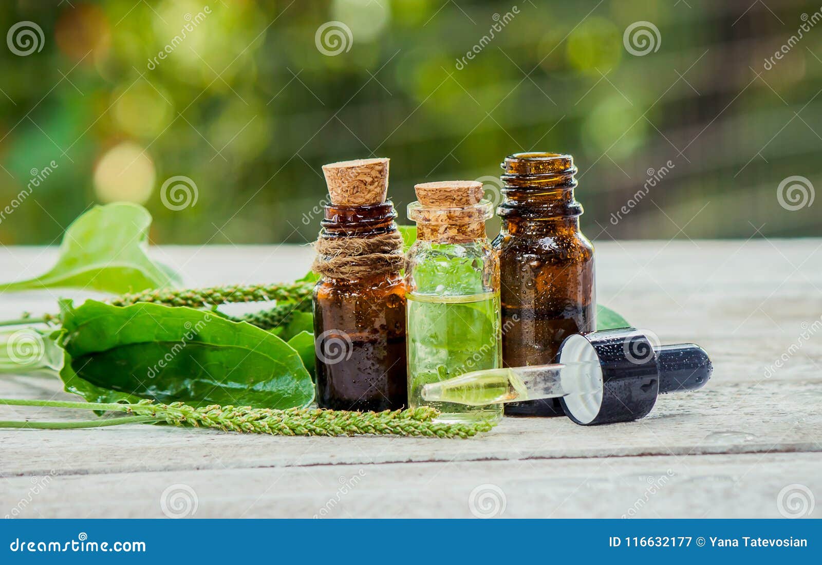 The Plantain Extract. Medicinal Plants Stock Image - Image of jasmine ...