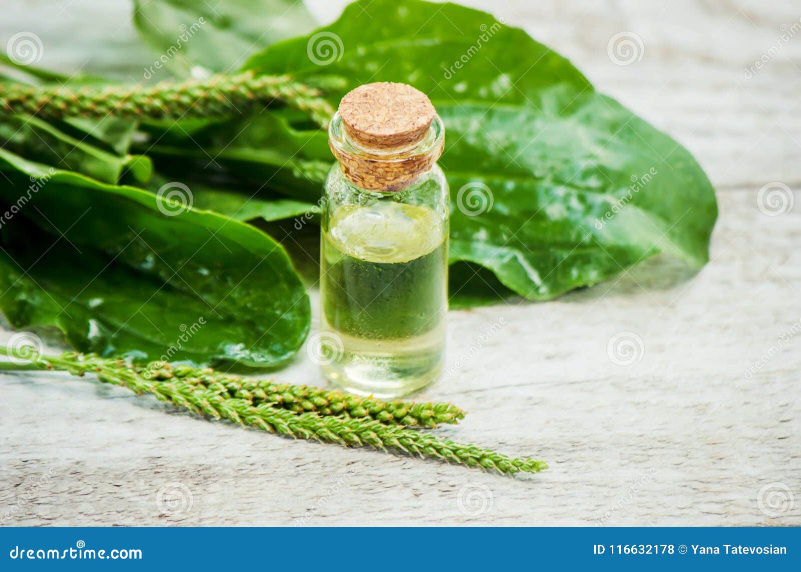 The Plantain Extract. Medicinal Plants Stock Photo - Image of ...