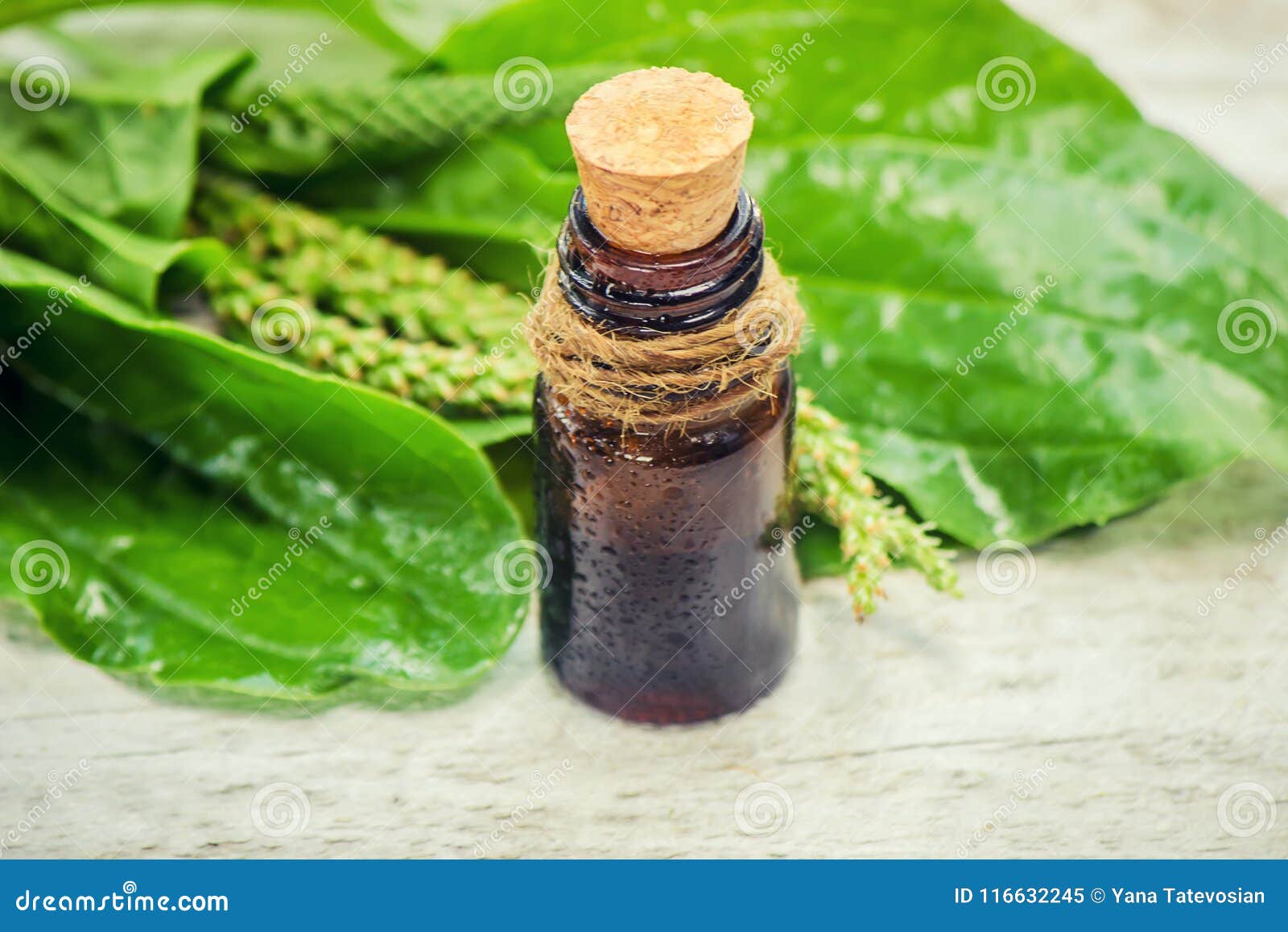 The Plantain Extract. Medicinal Plants Stock Image - Image of focus ...