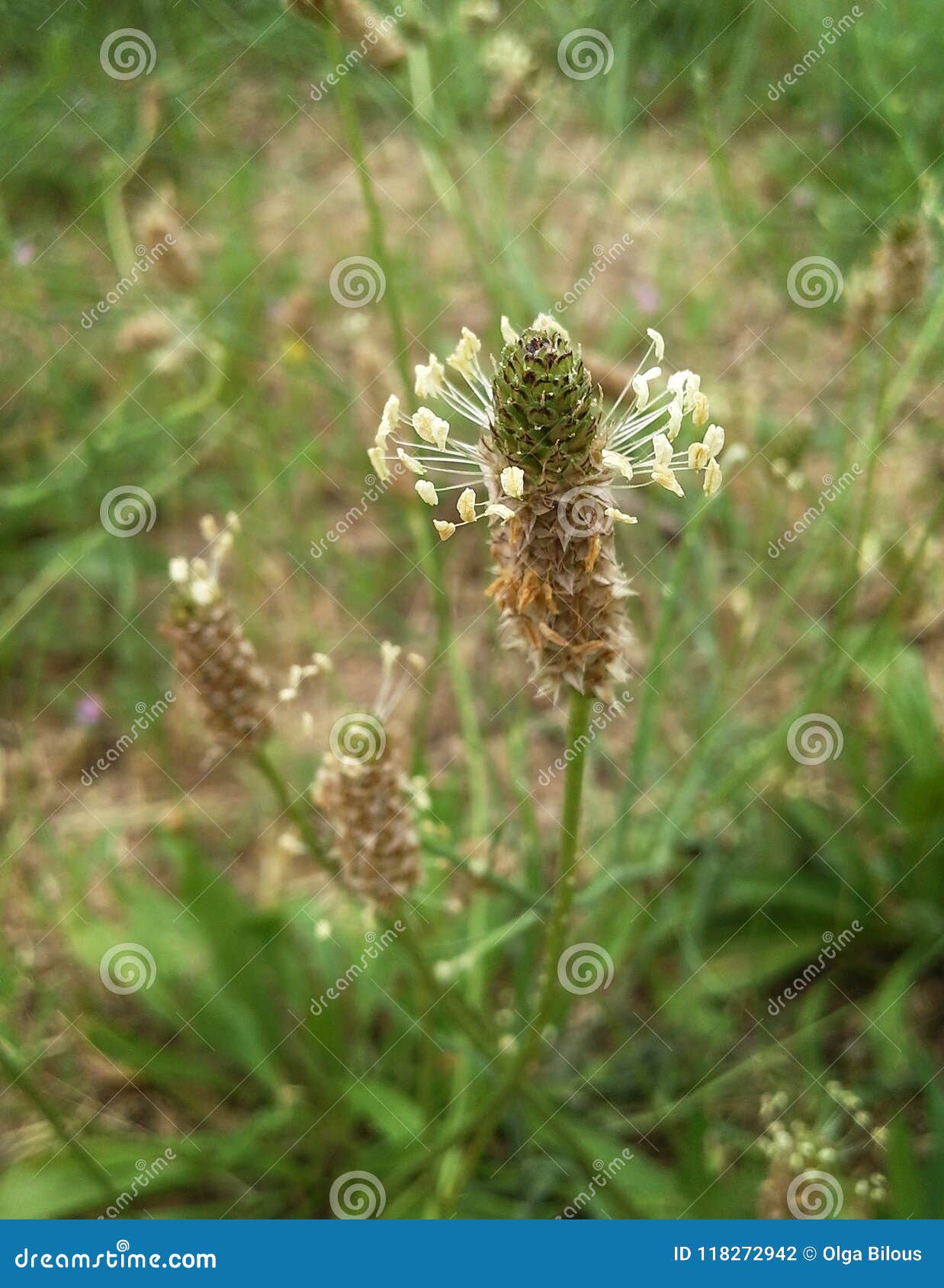 Plantain stock photo. Image of wild, nature, plantain - 118272942