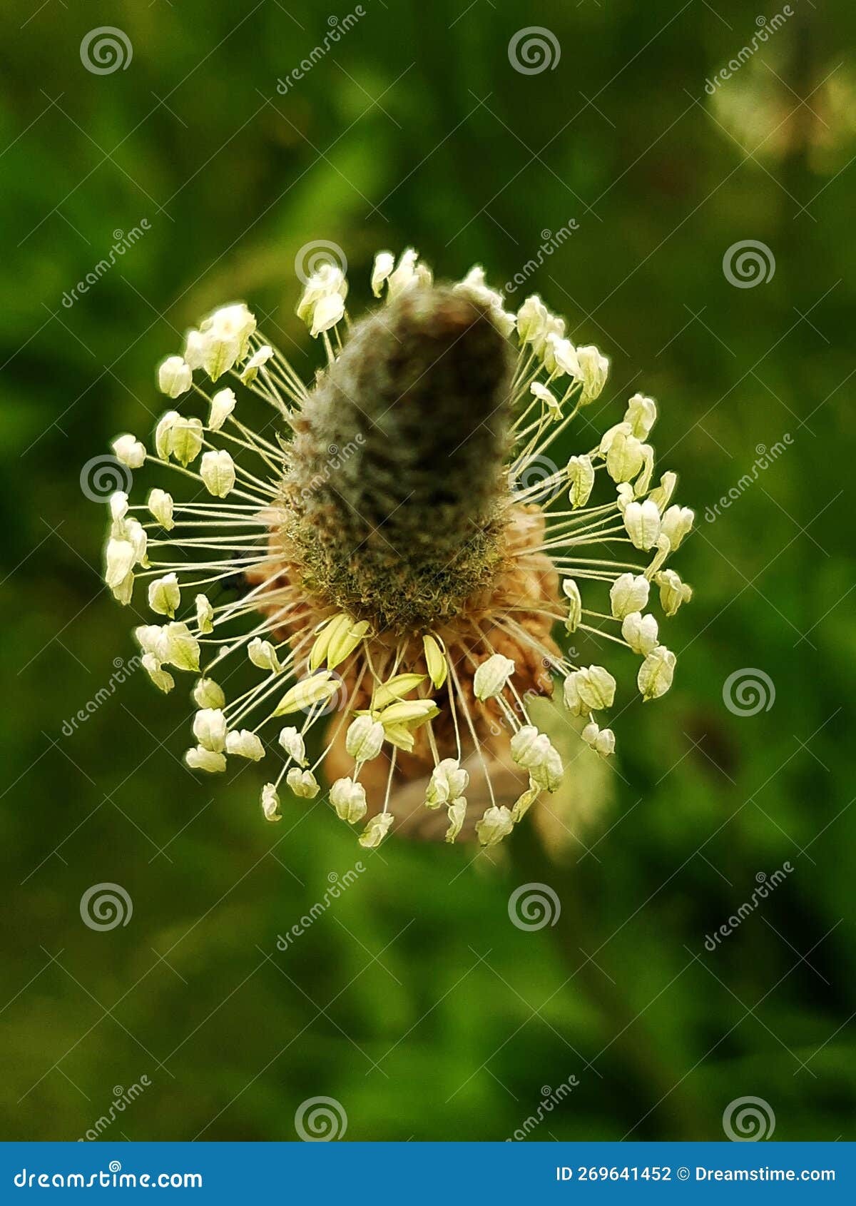 Plantain flower close up stock photo. Image of grow - 269641452