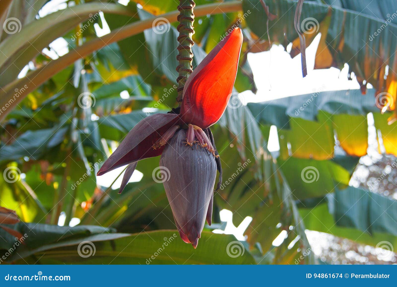 PLANTAIN FLOWER on TREE stock photo. Image of leaves - 94861674