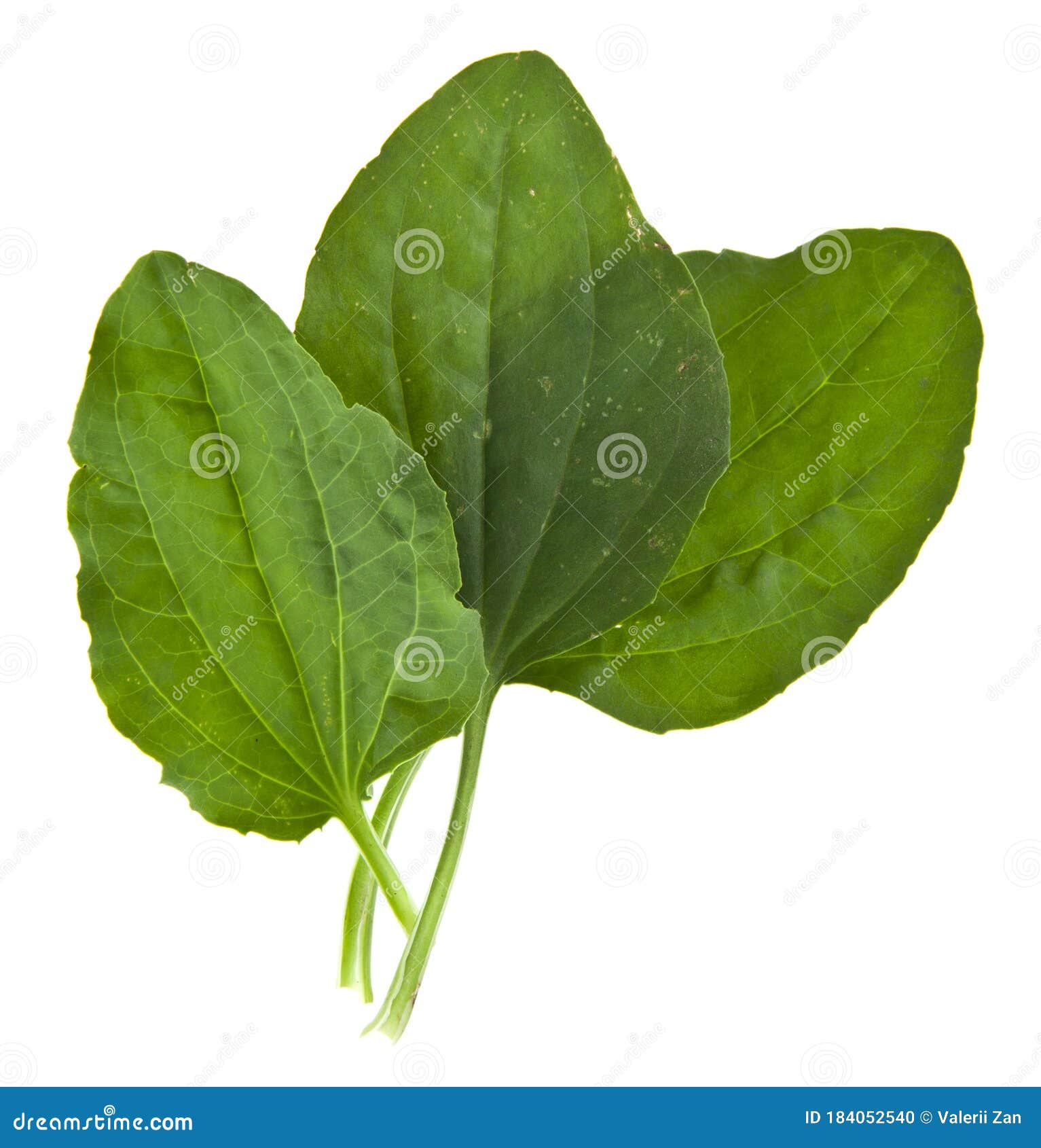 Plantain Isolated on White Background Stock Photo - Image of fresh ...