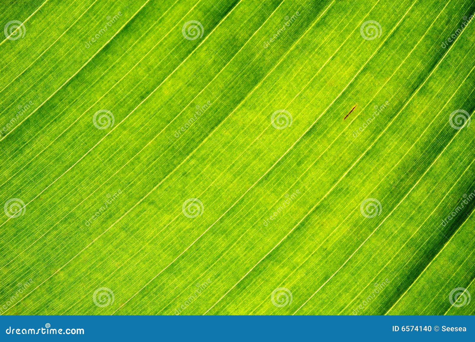 Plantain leaf background stock photo. Image of colorful - 6574140