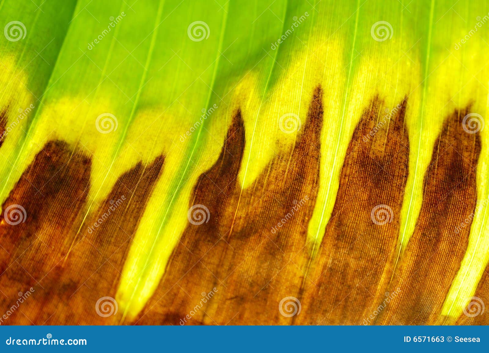 Plantain Leaf Background in Autumn Stock Image - Image of green ...