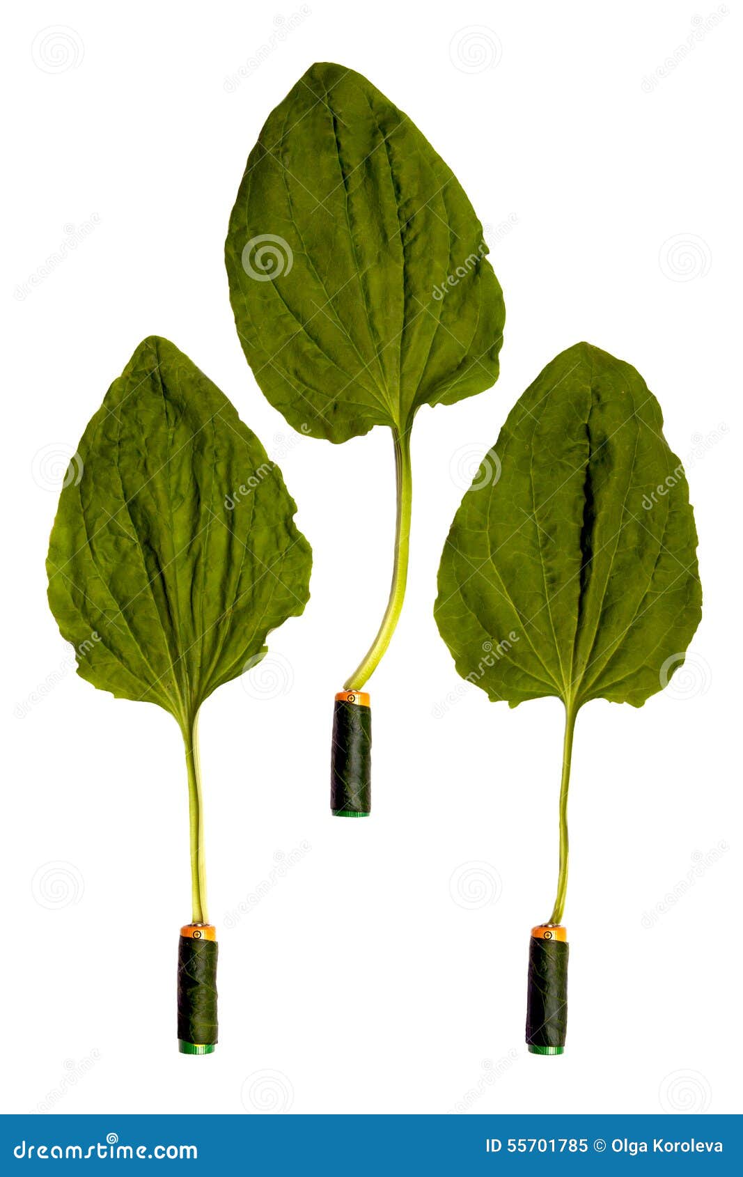Plantain Leaves on Batteries Stock Image - Image of batteries, plant ...