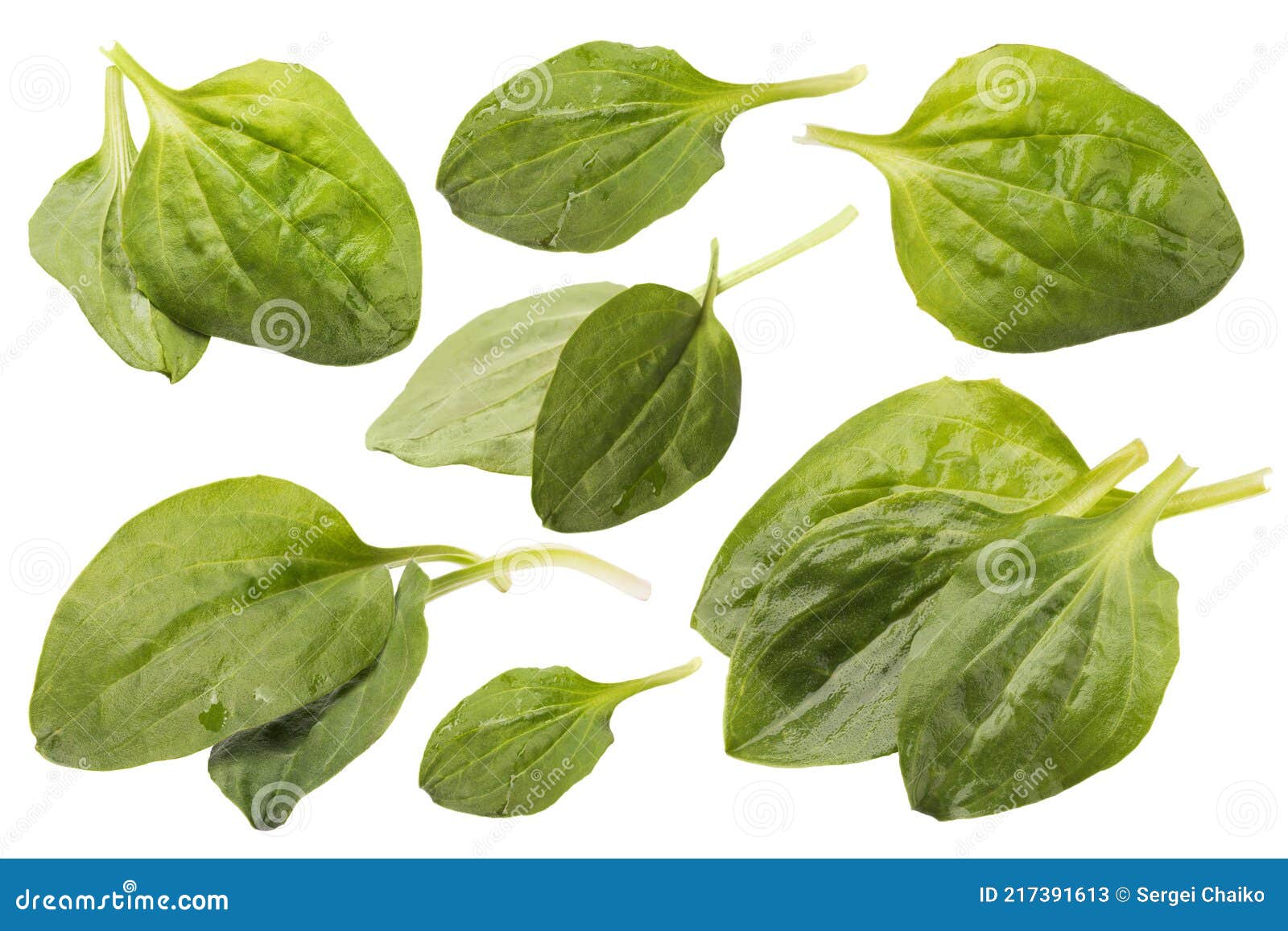 Plantain Leaves Set Isolated on White Background Stock Image - Image of ...