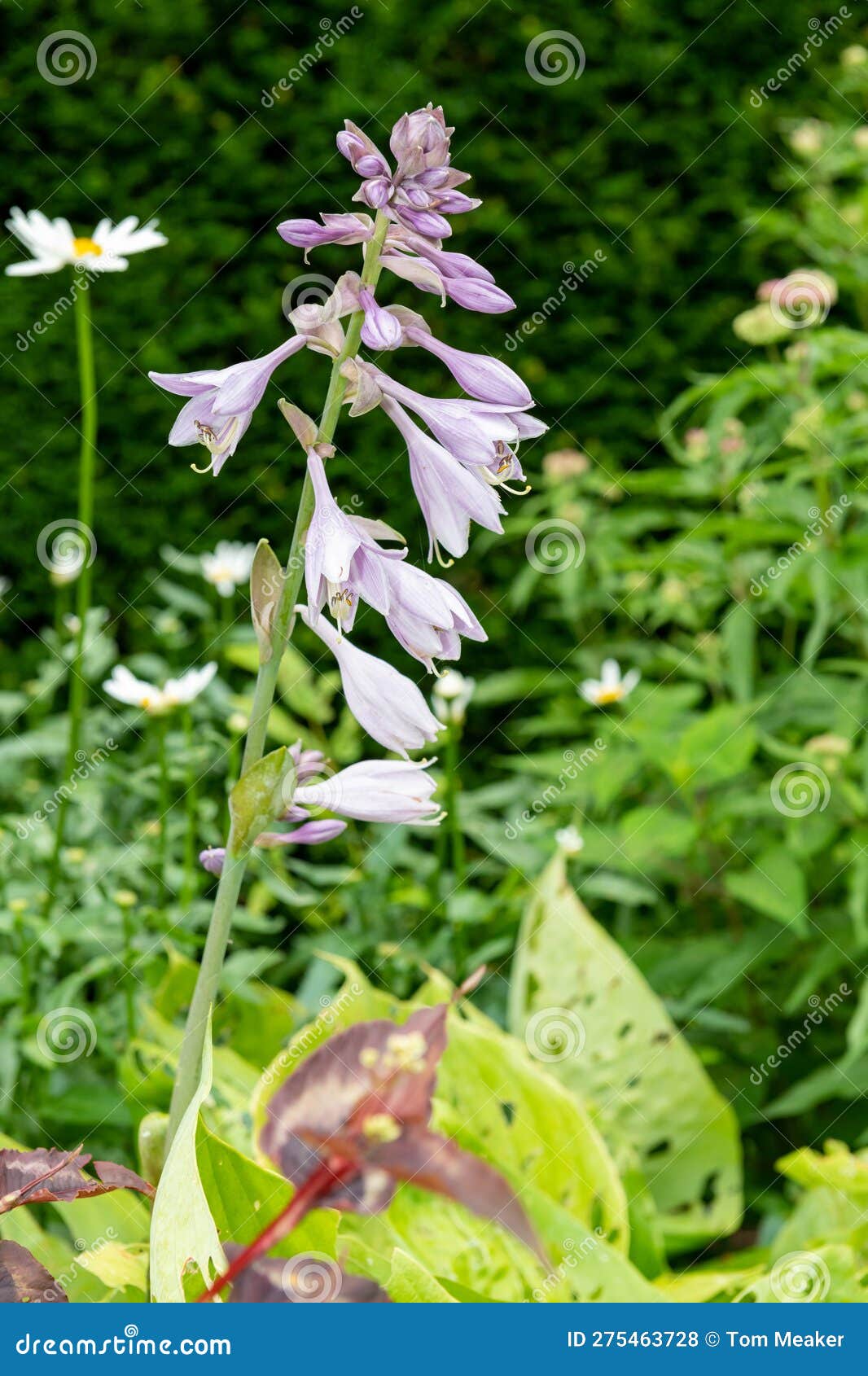 Plantain lily stock photo. Image of closeup, vertical - 275463728