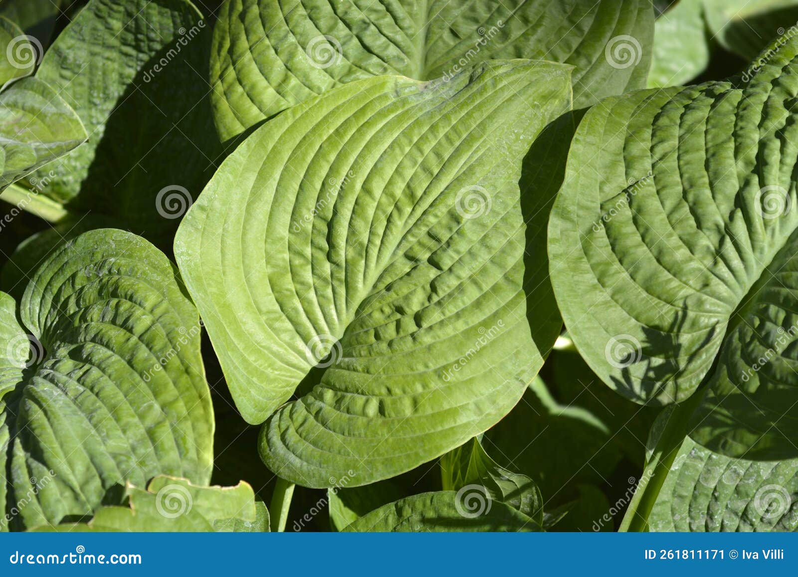 Plantain lily Elata stock image. Image of botany, garden - 261811171