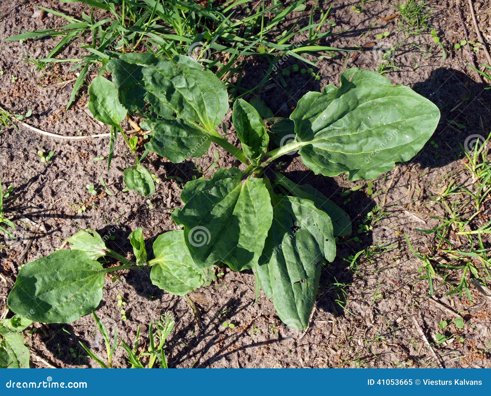 Plantain 2 stock image. Image of country, summer, leaves - 41053665