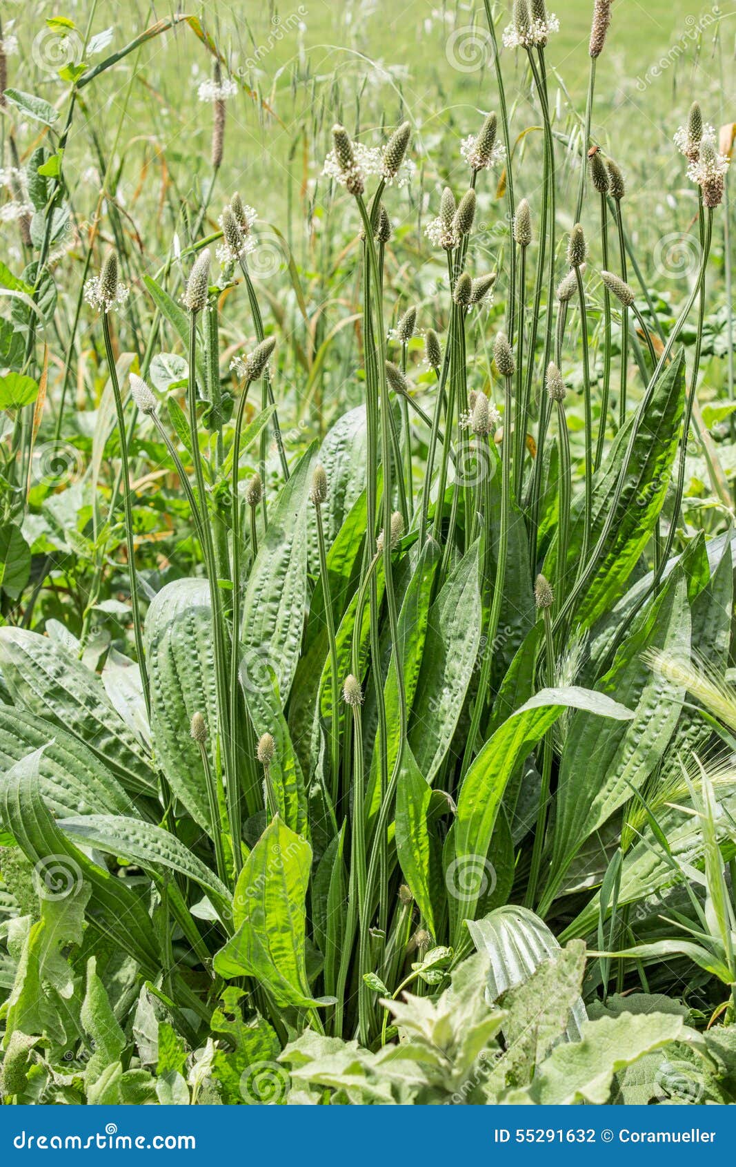 Plantain stock photo. Image of plant, leaves, grass, grasses - 55291632