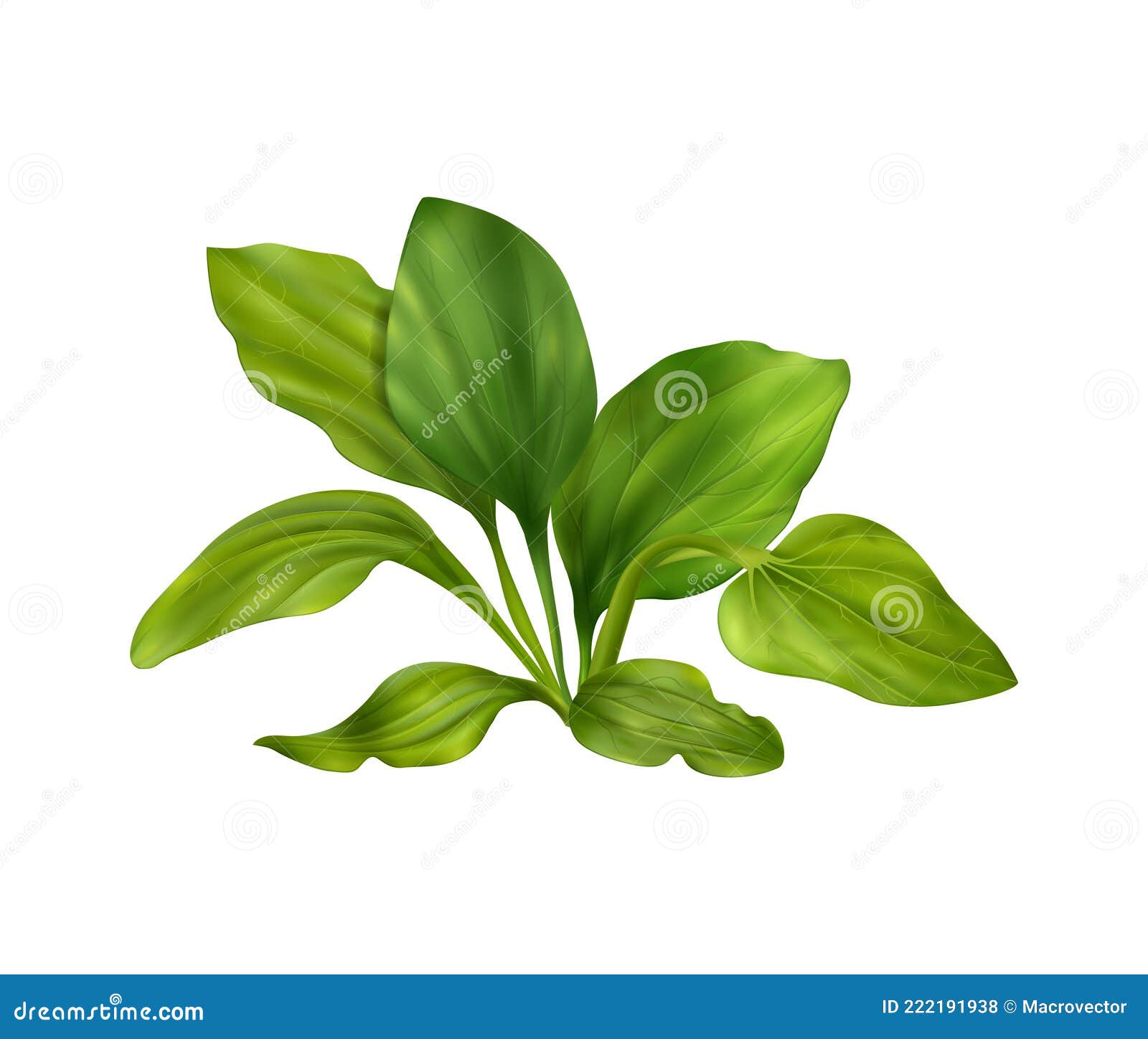 Plantain Realistic Illustration Stock Vector - Illustration of ...