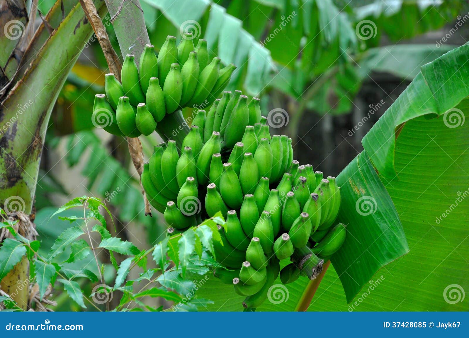 Plantain tree stock image. Image of plaintains, banana - 37428085
