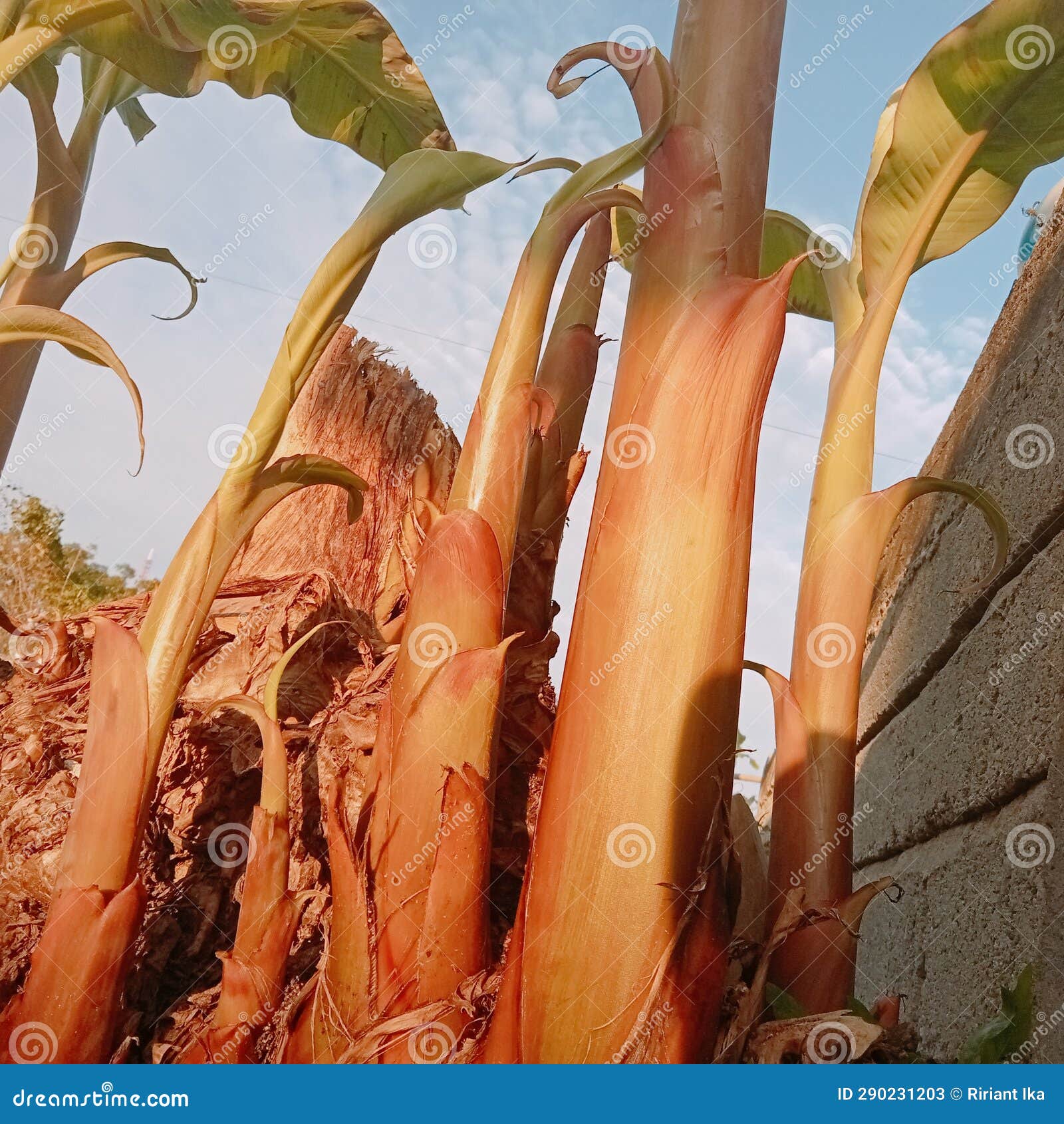 A Plantain Tree Grows in the Back Yard Stock Image - Image of yard ...