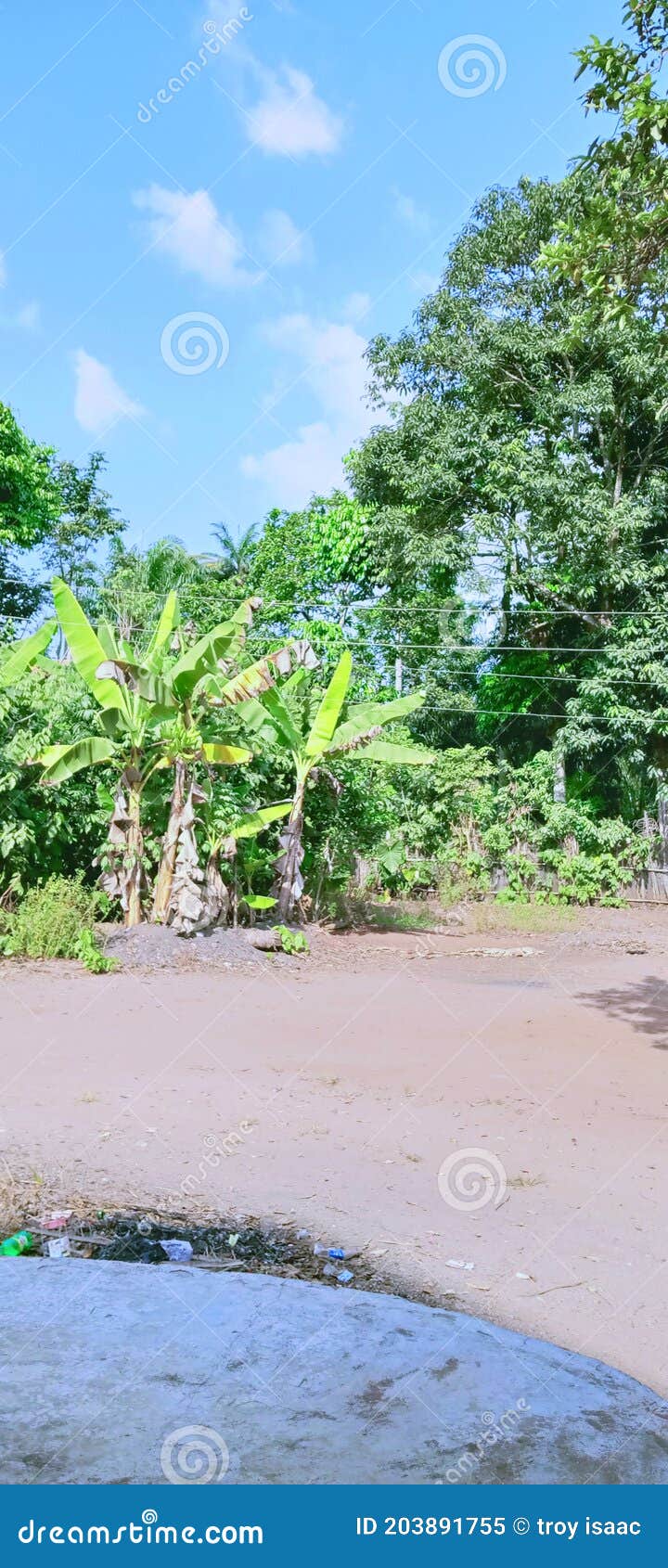 Plantain trees stock image. Image of tropics, tree, agriculture - 203891755