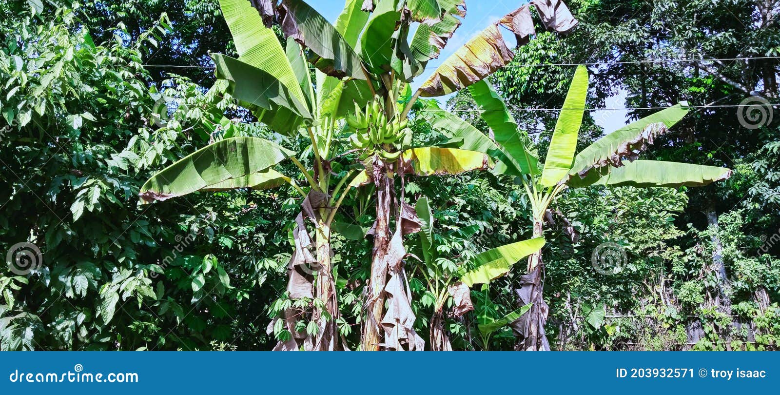 Plantain trees stock image. Image of nigeria, bush, plantain - 203932571