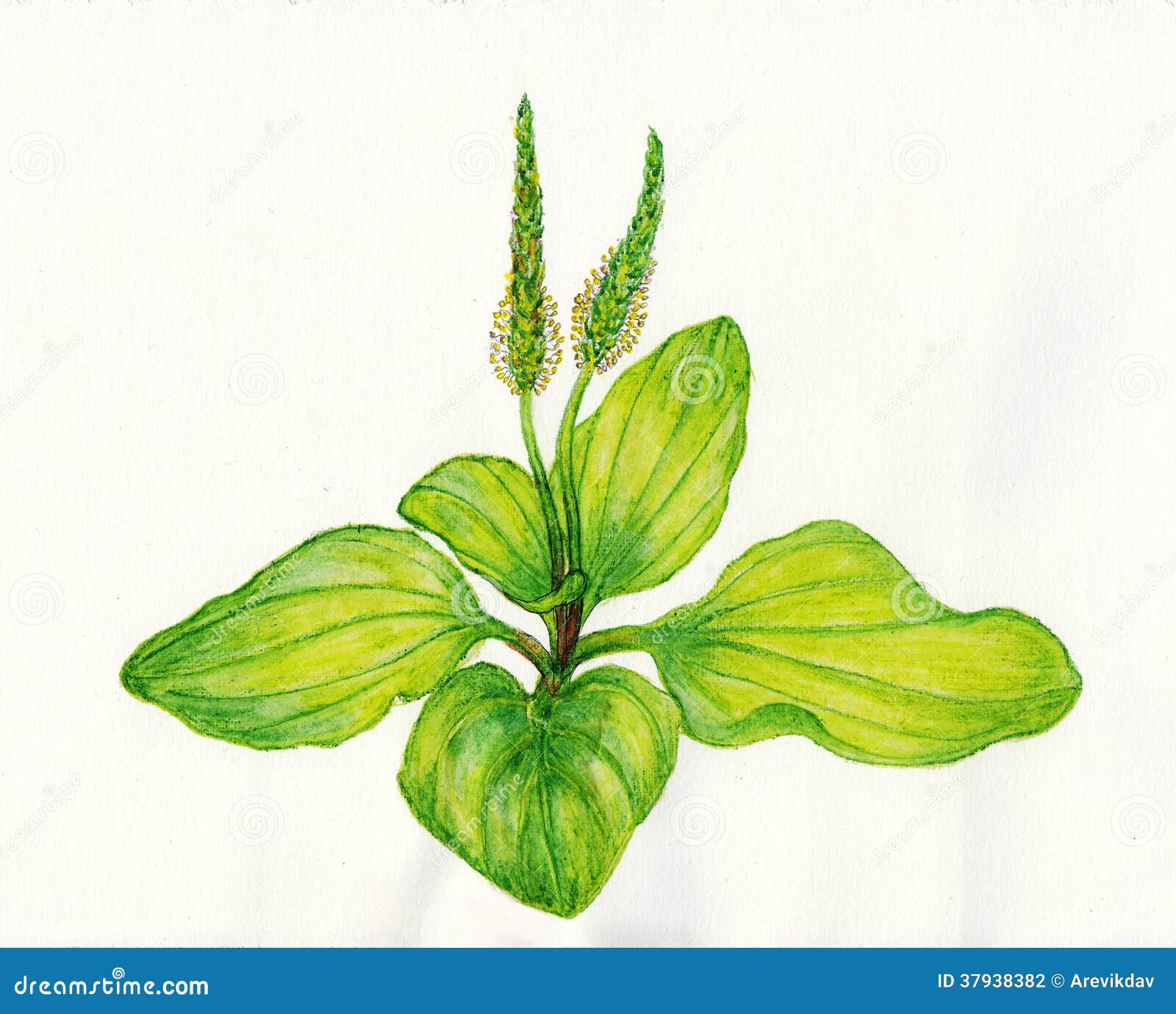 Plantain Leaf Drawing