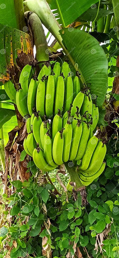 Plantains Planted on the Edge of the Rice Fields Stock Image - Image of ...
