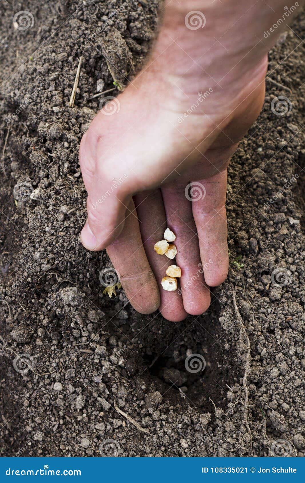 Plantando E Semeando Sementes Imagem de Stock - Imagem de plantar ...