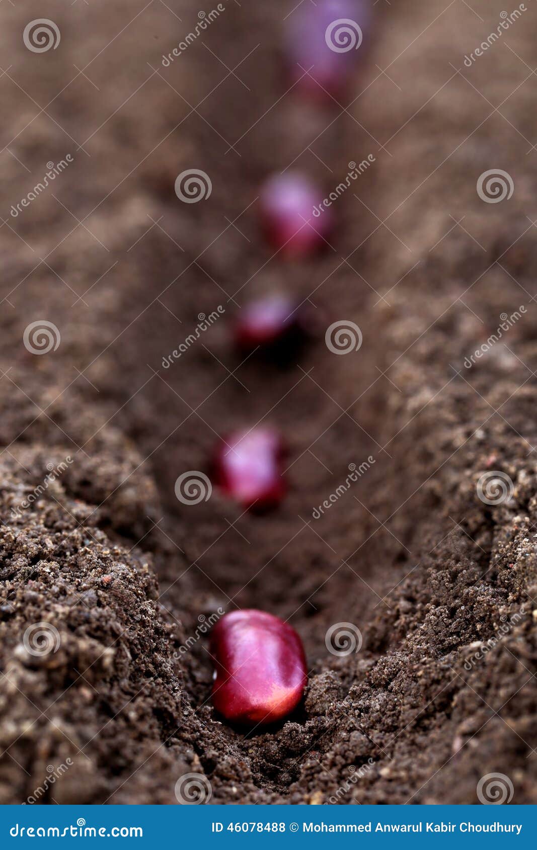 Plantando el rajma daal foto de archivo. Imagen de ingrediente - 46078488
