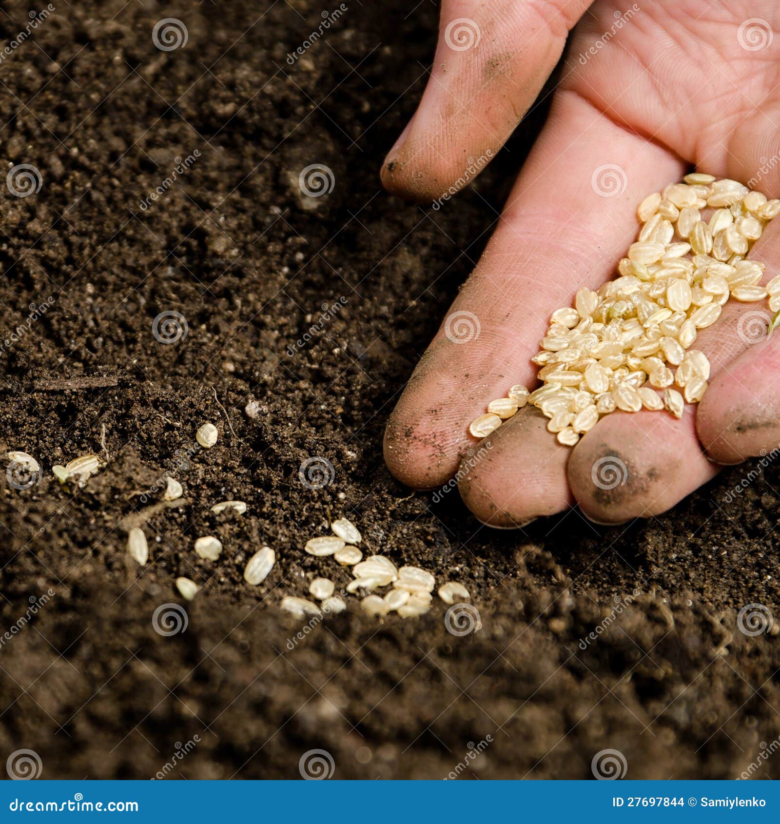 Plantando sementes foto de stock. Imagem de punhado, semente - 27697844