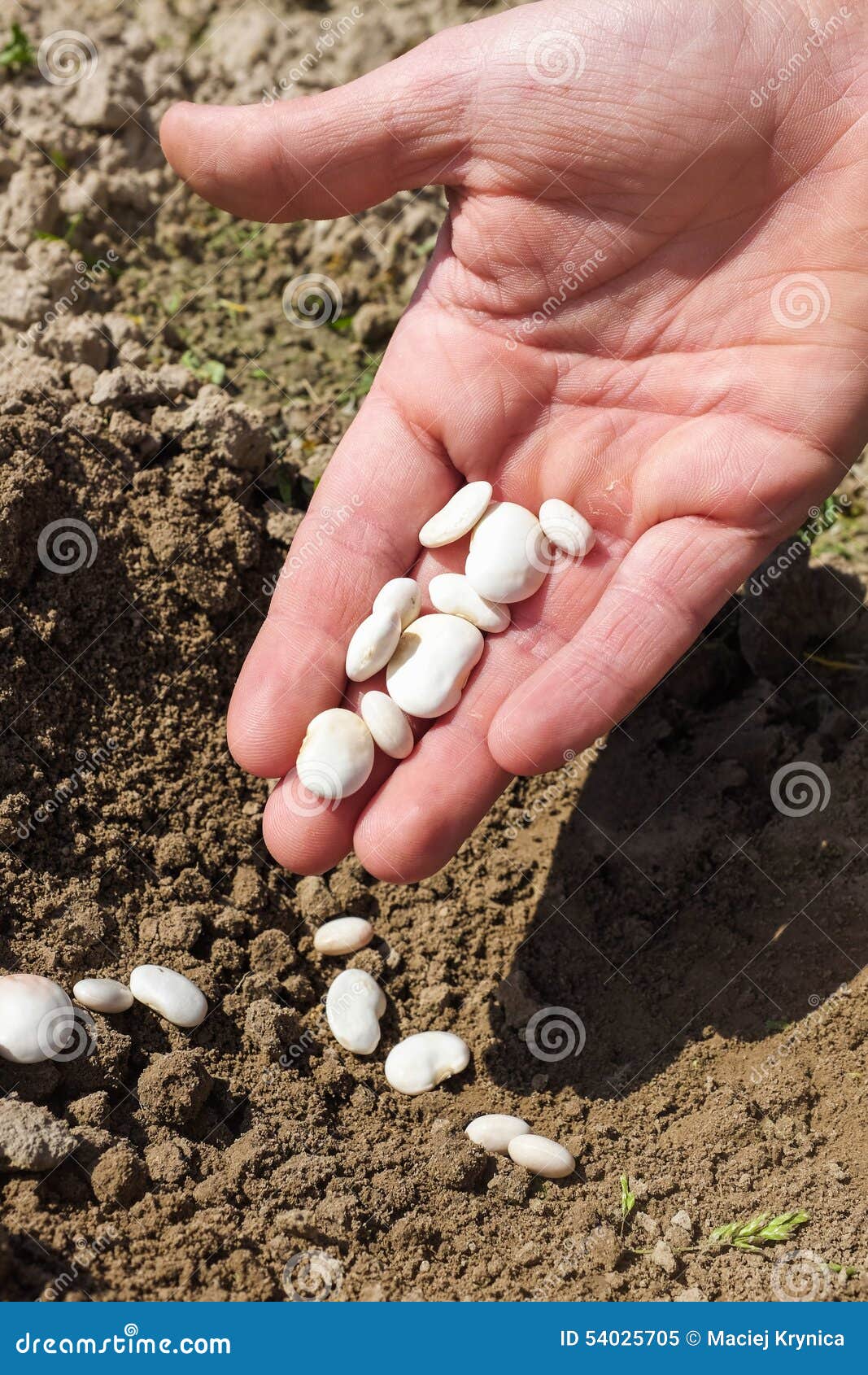 Plantando Sementes Fotos De Stock - Baixe 1,577 Fotos Royalty Free