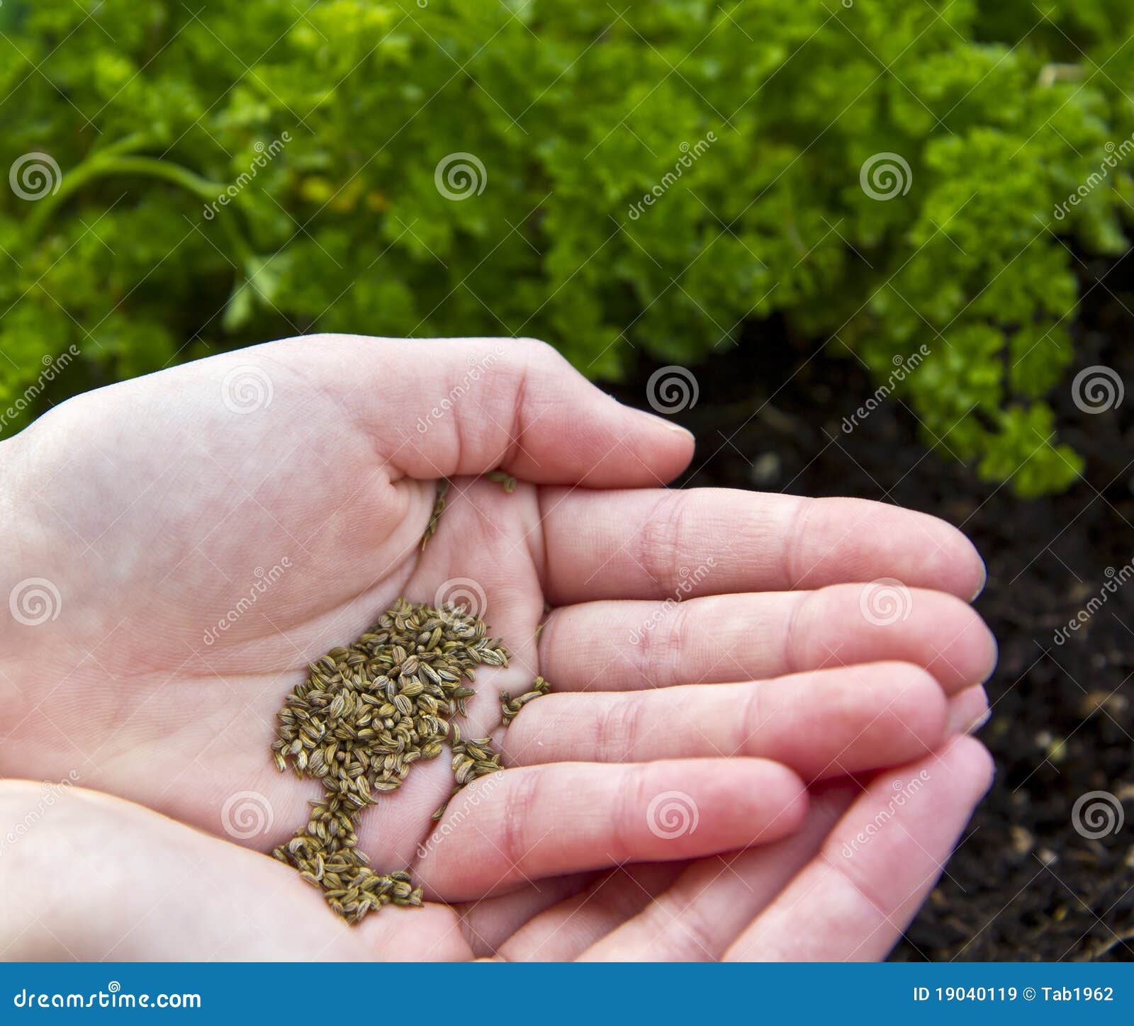 Plantando Sementes Da Salsa Imagem de Stock - Imagem de ambiente ...